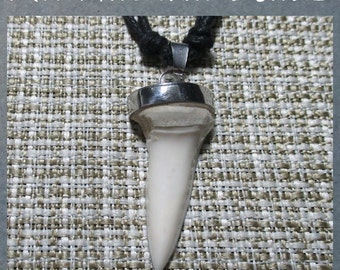 Real tiger tooth | Etsy