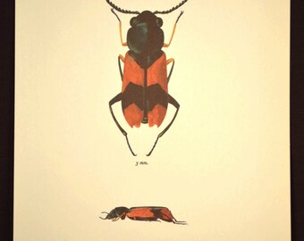 Vintage bug print | Etsy