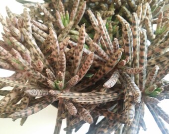 Maternity plant | Etsy