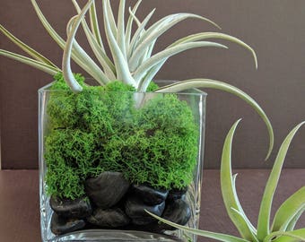 Square terrarium | Etsy