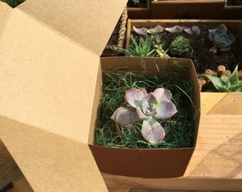 Succulent box | Etsy