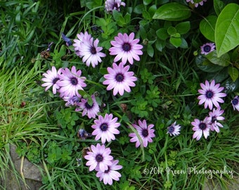 35 HEIRLOOM Black-eyed Susan Susie Mix vine Thunbergia Alata