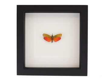 Framed Lanternfly Insect Display Pyrops pyrorhyncha