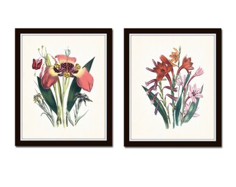 Dutch Floral Still Life Botanical Print Giclee Art Print