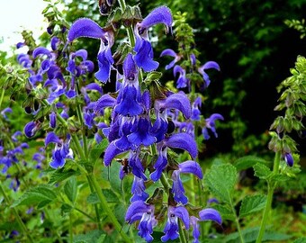 Blue Thimble Flower 250 seeds Gilia capitata blue by SmartSeeds