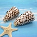 Knobs Sea Shell Knobs Cabinet Knobs cone shell knobs
