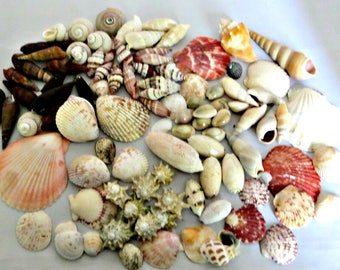 Sea Shells from the Gulf of Mexico Several Size Options
