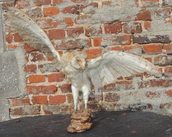 Stuffed animal head | Etsy