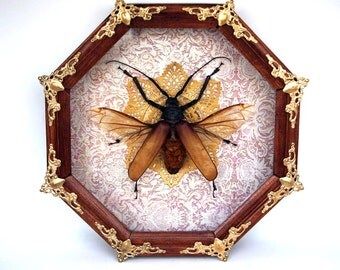 Real framed spiders and insects by TarantulaBox on Etsy