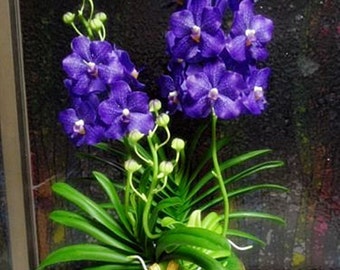 Unique orchid pot related items | Etsy