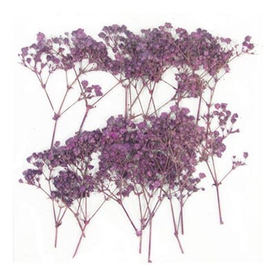 Pressed flowers purple baby breath 20pcs for art craft card