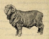 Items similar to Printable Graphic Merino Ram Sheep Image Illustration ...