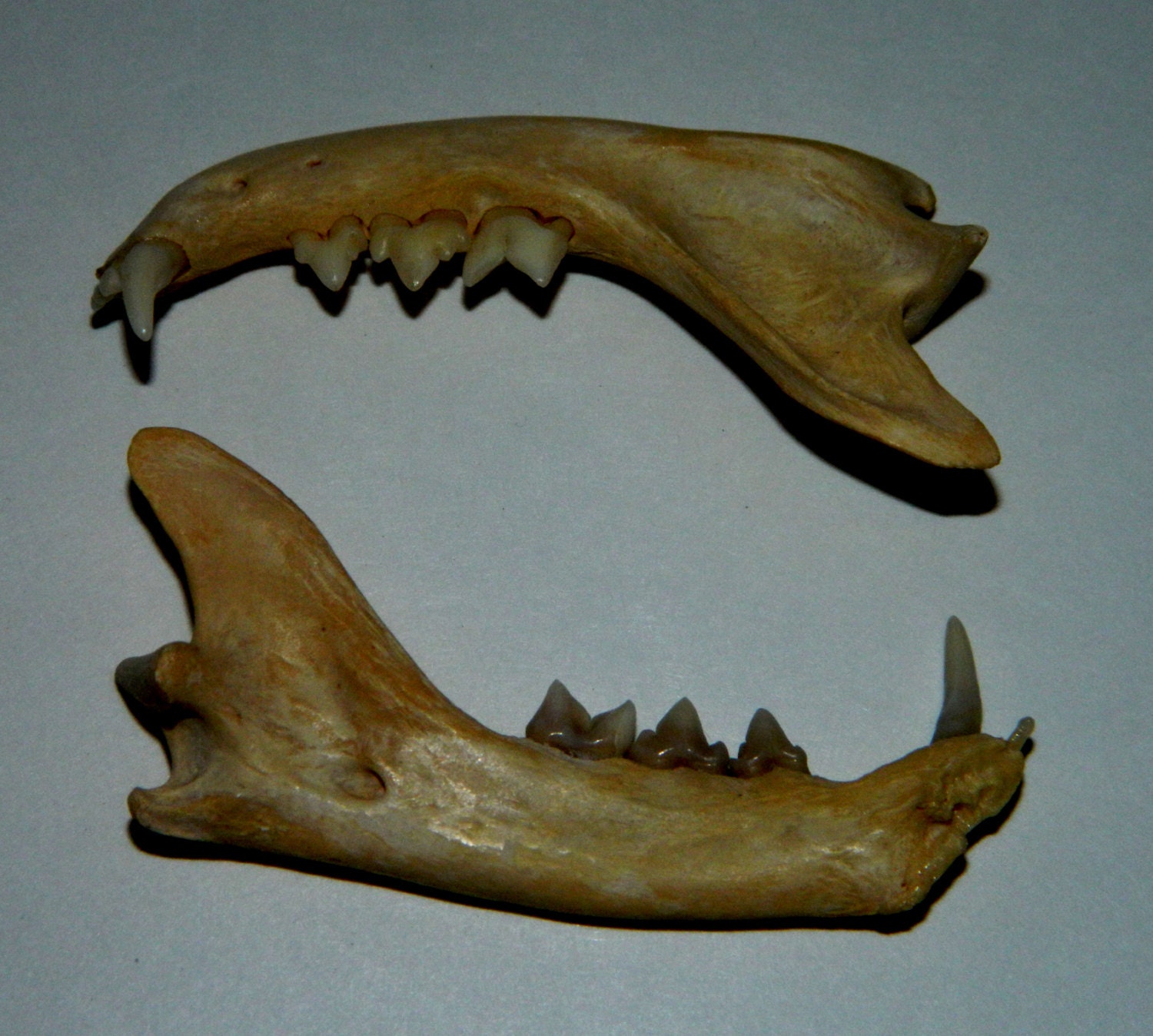 Animal Jaw Bones 2 5 Roughly Animal Jaw Bones 2 5 Roughly