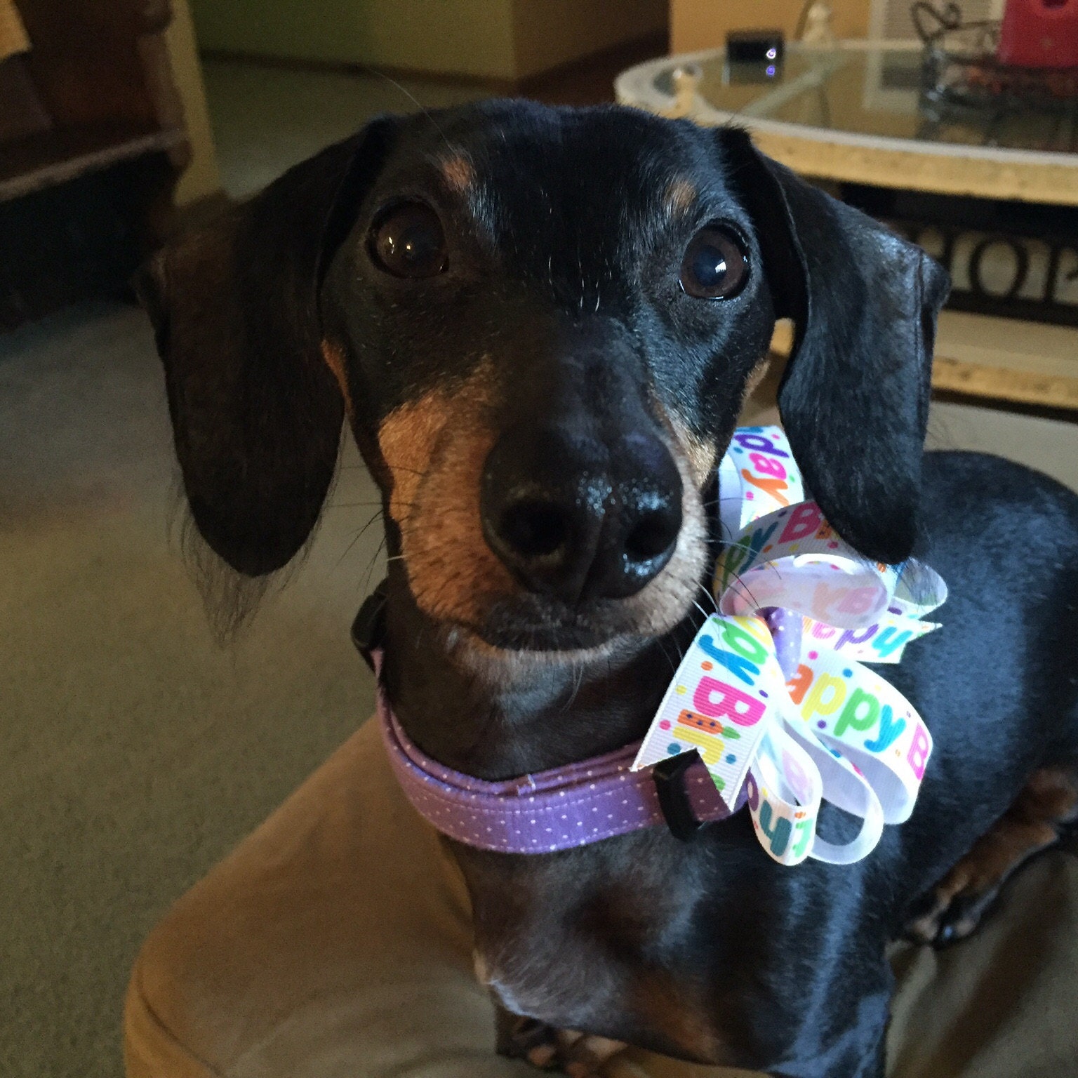 Dog collars and accessories. by DazzleDoggieCo on Etsy