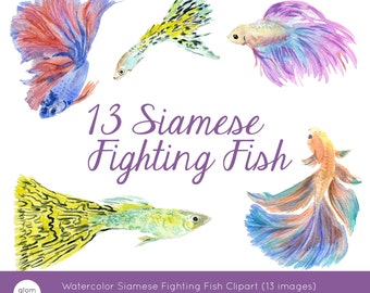 Fighting fish | Etsy