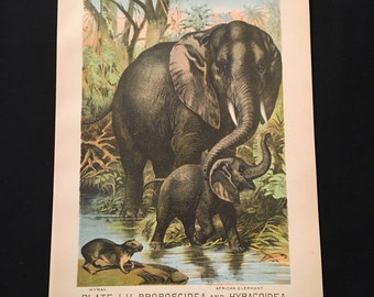 Elephant plate | Etsy