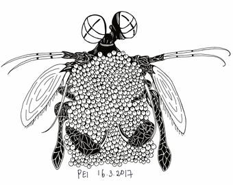 Rainbow Peacock Mantis Shrimp Odontodactylus scyllarus Iron on