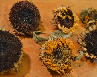 Dried sunflowers | Etsy