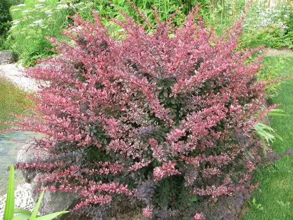 10 BARBERRY BUSH Berberis Shrub Seeds