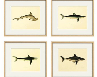 Shark print 3 Fish Vintage prints Hammerhead Natural History