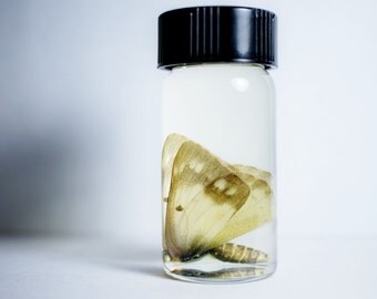 Unique wet specimens related items | Etsy