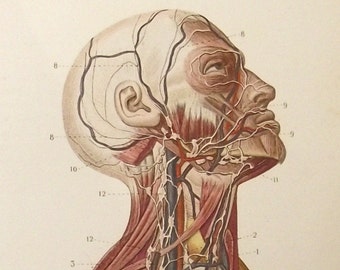 Head neck anatomy | Etsy