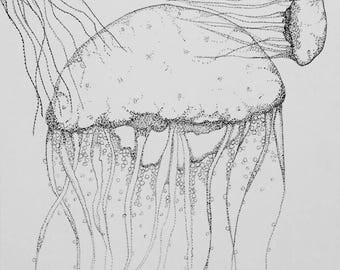 Jellyfish graphite pencil drawing by Maine artist Jessie