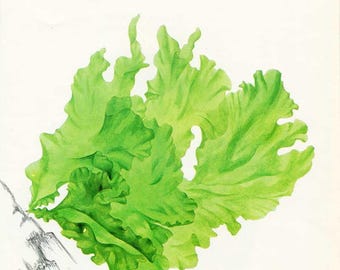 Sea lettuce art | Etsy