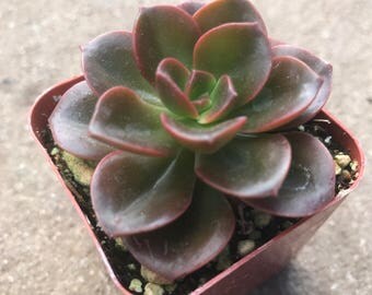 Succulent rosette | Etsy