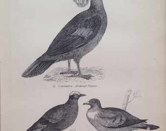 Pigeon engraving | Etsy