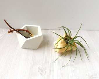 Conch shell planter | Etsy