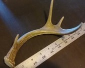 Wholesale antler products by HighMountainHorns on Etsy