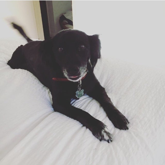 Pet ID Tags Soft Vegan Dog Collars Pet Odor Removers by Luxepets