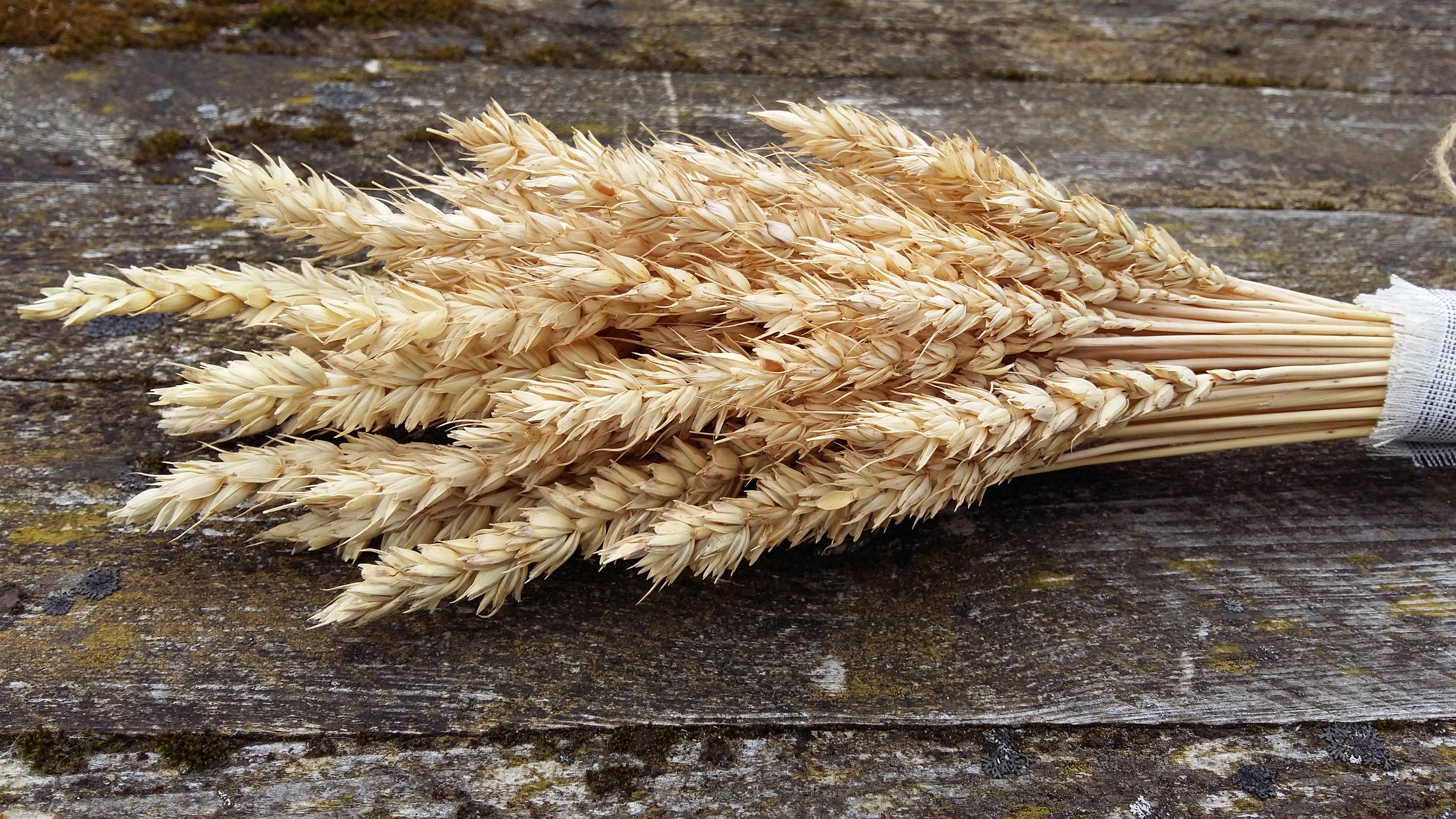 rustic wedding dried wheat / flower bouquet ears of wheat