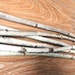 36 Birch Tree Branch 6 pc. Birch Sticks Birch Wood
