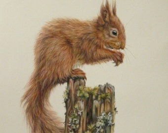 Squirrel drawing | Etsy