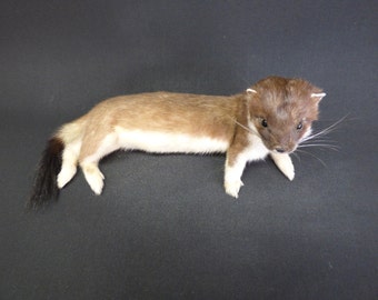 Stoat | Etsy