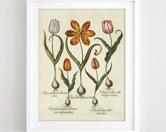 Spring flowers art print botanical illustration wild flowers