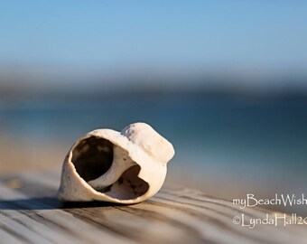 Seashell photography | Etsy