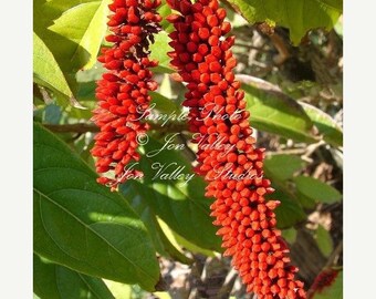 Balsa wood flower | Etsy