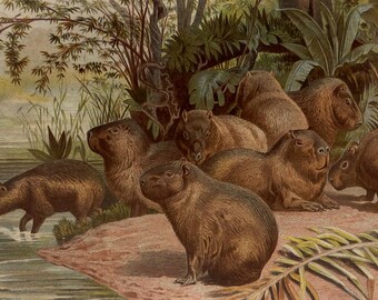 Capybara – Etsy UK