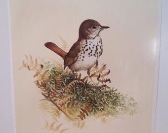 Hermit thrush | Etsy