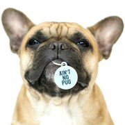 Cheeky Fun Dog ID Tags for Funny Pets by BadTags on Etsy