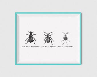 Vintage bug print | Etsy
