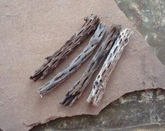 Cholla wood | Etsy