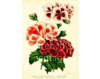 Geranium print | Etsy