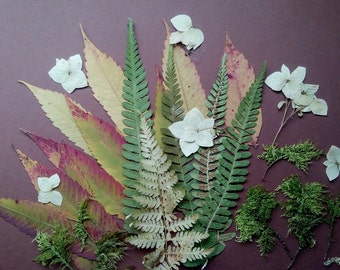Pressed leaves | Etsy