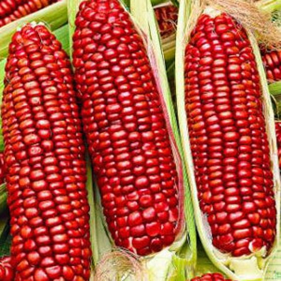 Bloody Butcher Corn 10 Seeds Organic NON