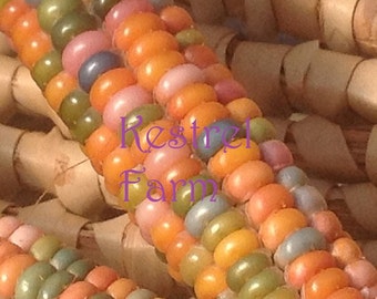 Rubies and Amber Glass Gem Cherokee Indian Corn Seed Pack