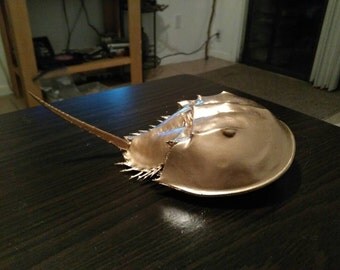 Horseshoe crab shell | Etsy